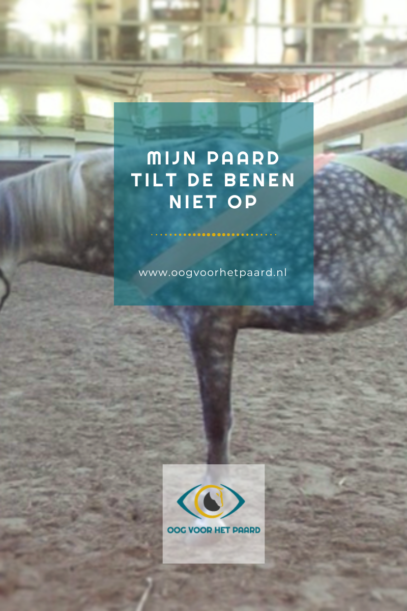 Paard tilt de benen niet op - Oog voor het paard